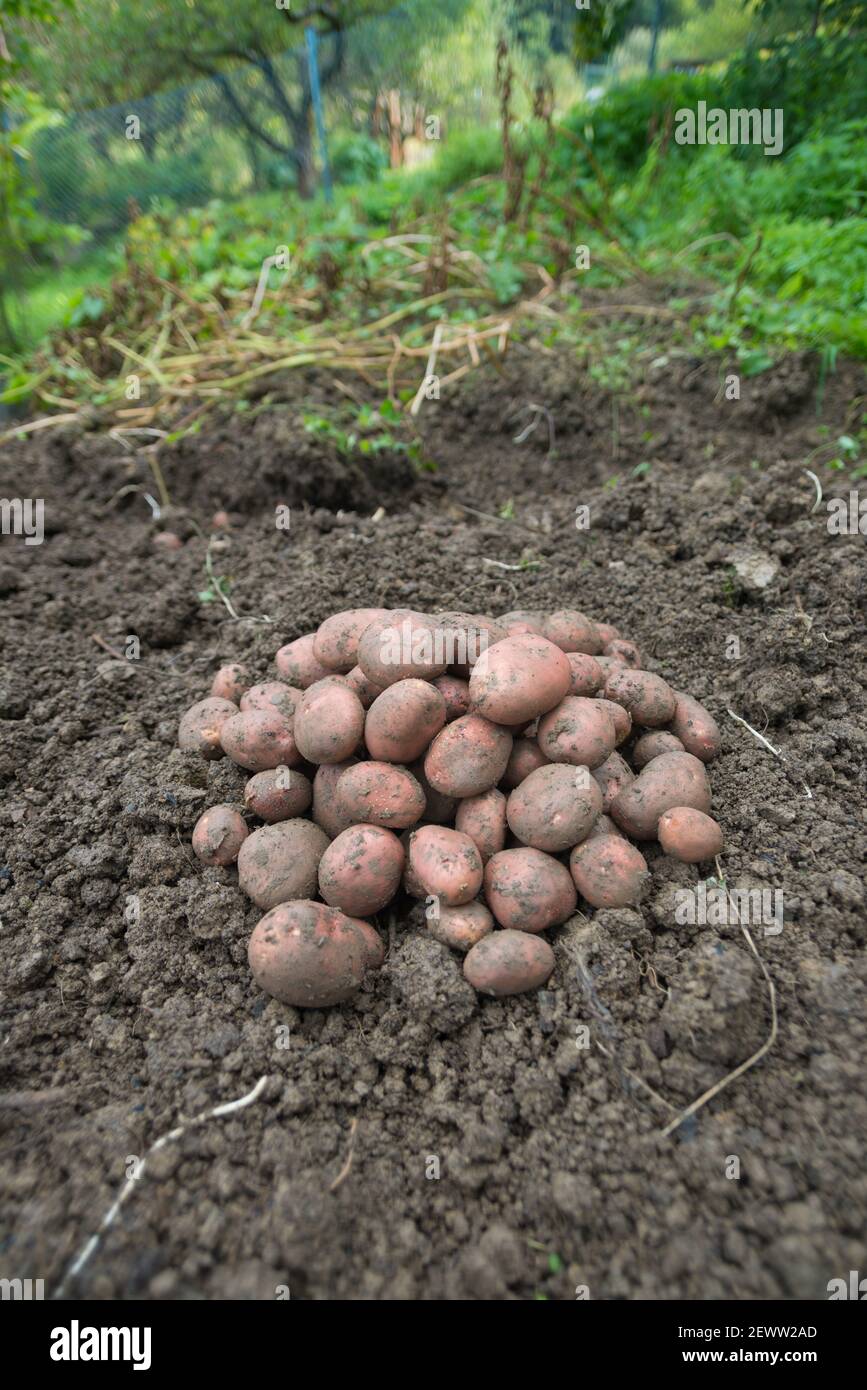 Pile of newly harvested potatoes - Solanum tuberosum on field. Harvesting potato roots from soil ...