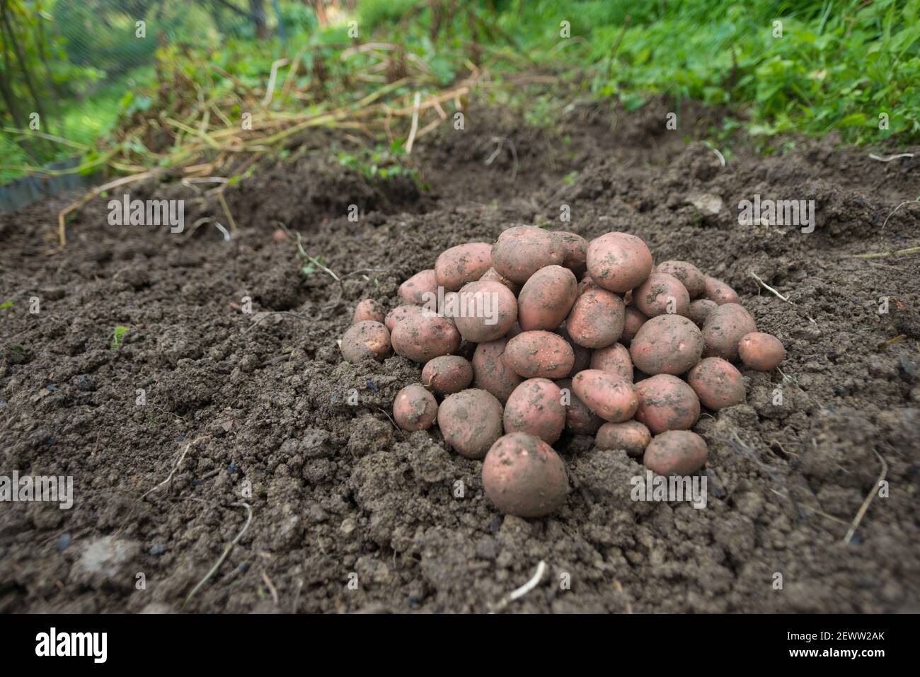 Pile of newly harvested potatoes - Solanum tuberosum on field. Harvesting potato roots from soil ...