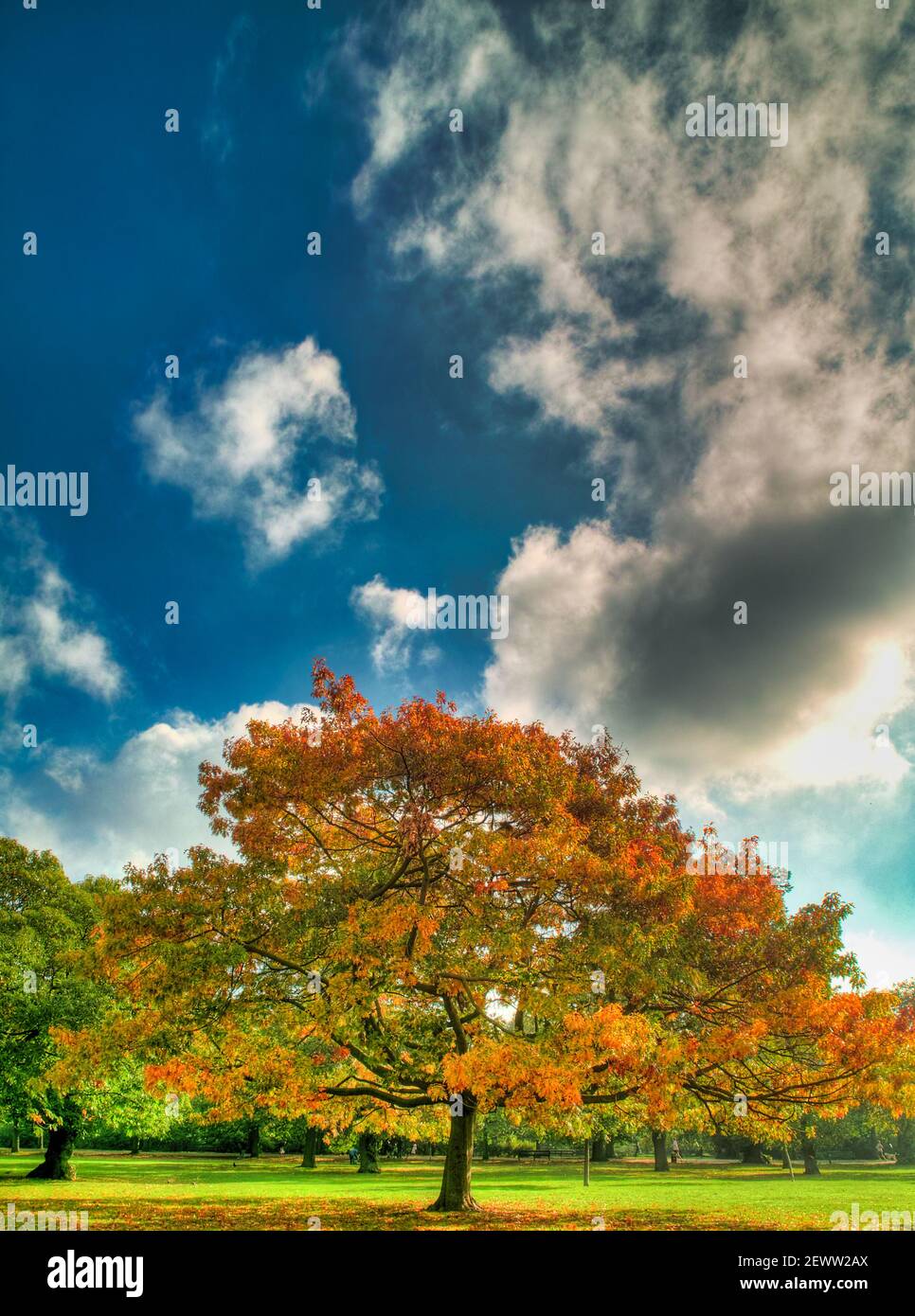 Stand alone tree hi-res stock photography and images - Alamy