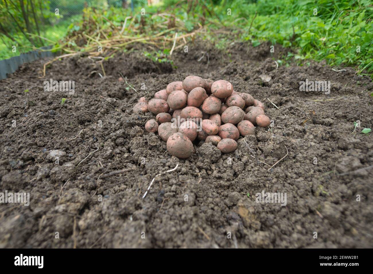 Pile of newly harvested potatoes - Solanum tuberosum on field. Harvesting potato roots from soil ...
