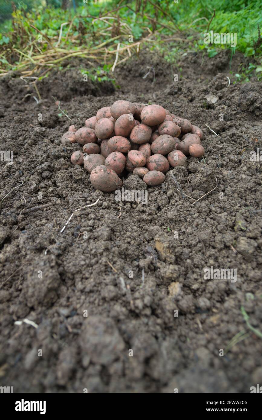 Pile of newly harvested potatoes - Solanum tuberosum on field. Harvesting potato roots from soil ...