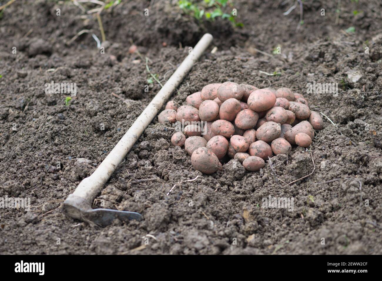 Pile of newly harvested potatoes - Solanum tuberosum with hoe on field. Harvesting potato roots ...