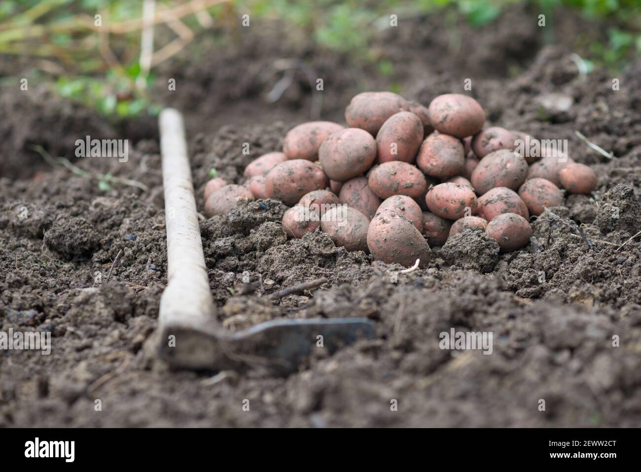 Hoe soil hi-res stock photography and images - Alamy