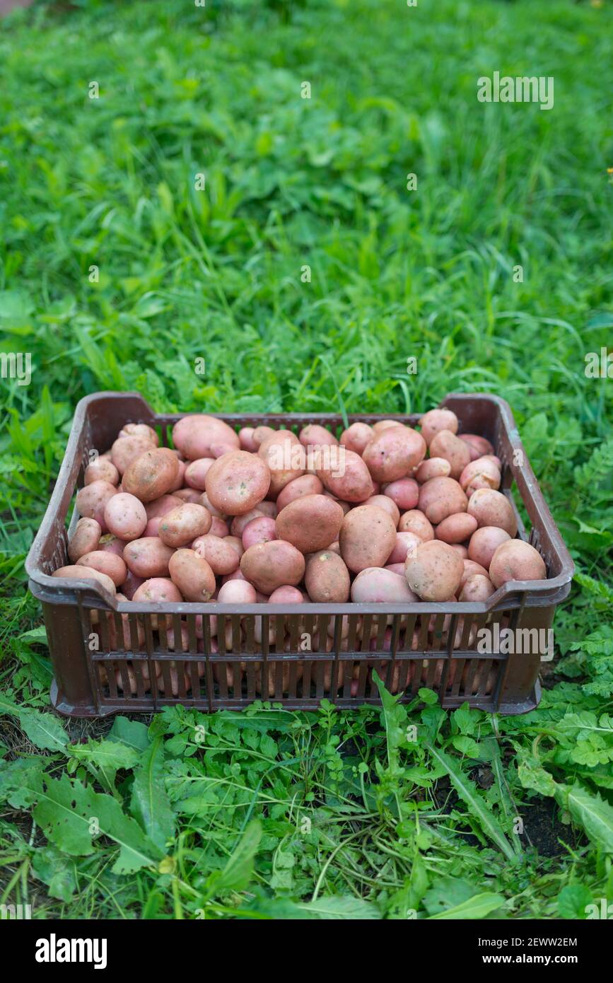 Pile of newly harvested and washed potatoes - Solanum tuberosum in plastic box on grass ...