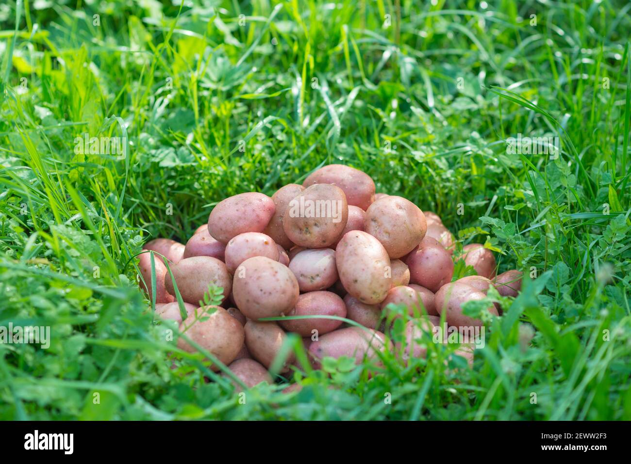 Pile of newly harvested and washed potatoes - Solanum tuberosum on grass. Harvesting potato ...