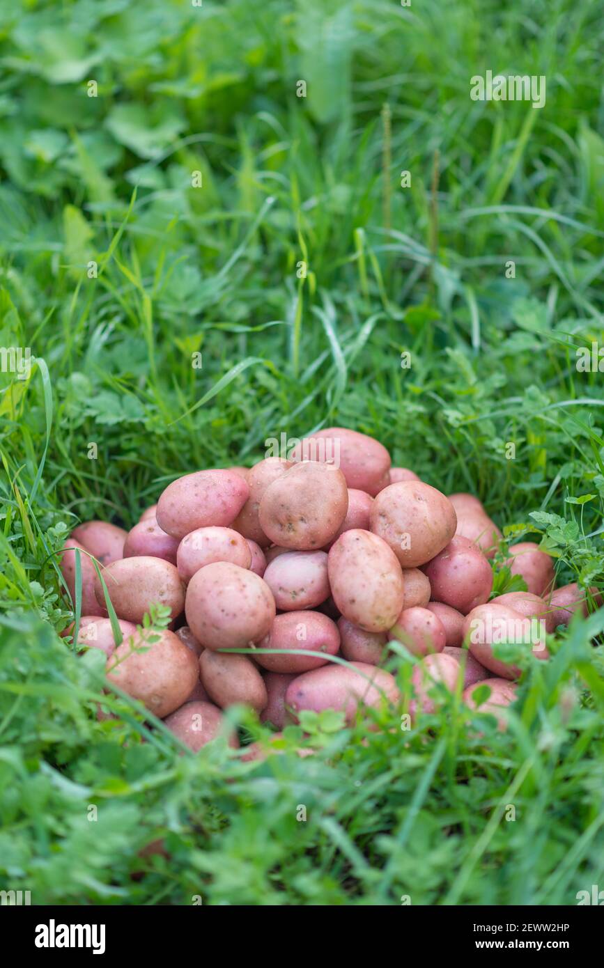 Pile of newly harvested and washed potatoes - Solanum tuberosum on grass. Harvesting potato ...