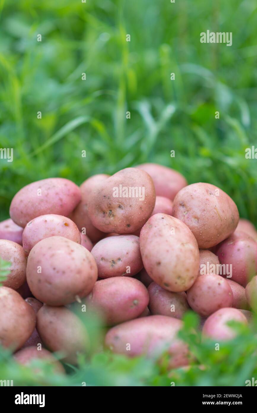 Pile of newly harvested and washed potatoes - Solanum tuberosum on grass. Harvesting potato ...