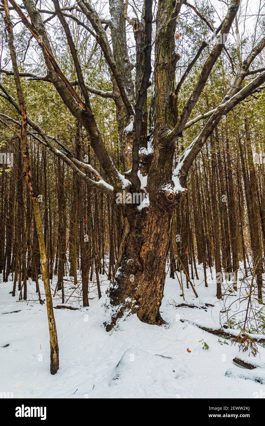 Grey Sauble Conservation Area Niagara Escarpment Owen Sound Ontario ...