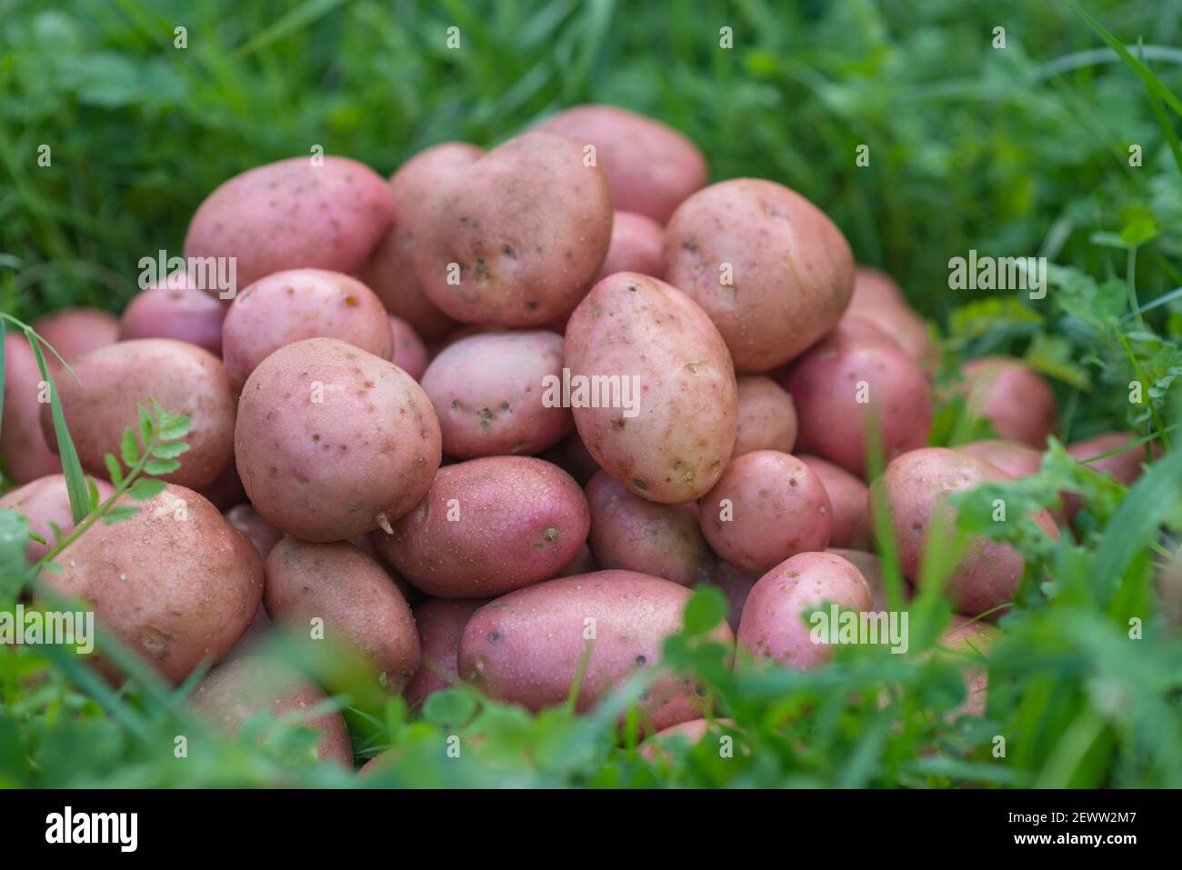 Pile of newly harvested and washed potatoes - Solanum tuberosum on grass. Harvesting potato ...