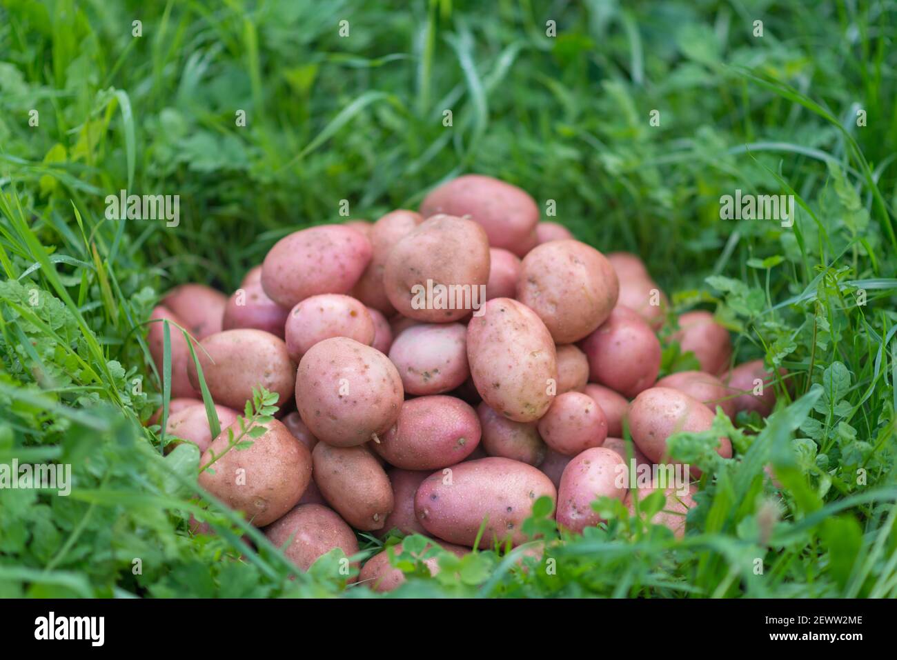 Pile of newly harvested and washed potatoes - Solanum tuberosum on grass. Harvesting potato ...