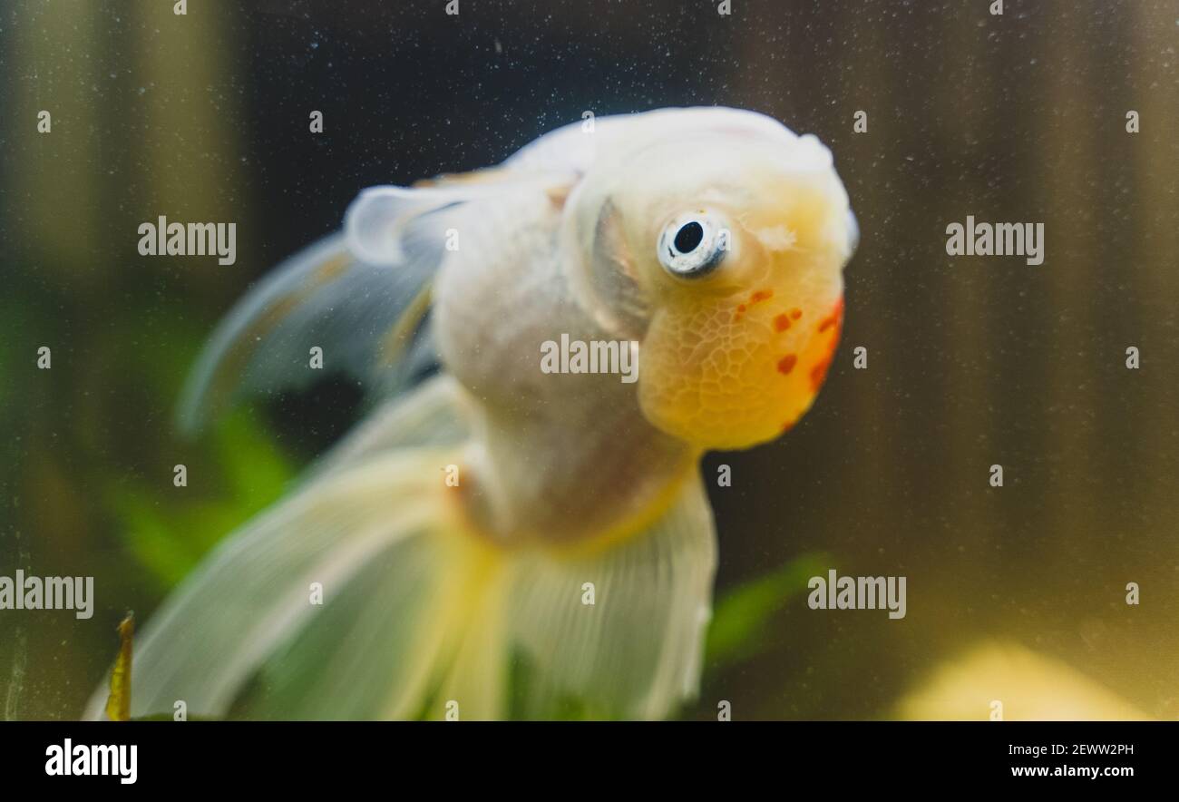 Sick goldfish swims upside down in aquarium Stock Photo - Alamy