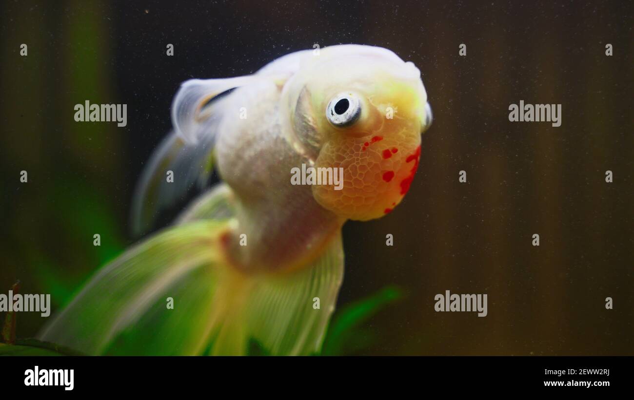 Sick goldfish swims upside down in aquarium Stock Photo - Alamy