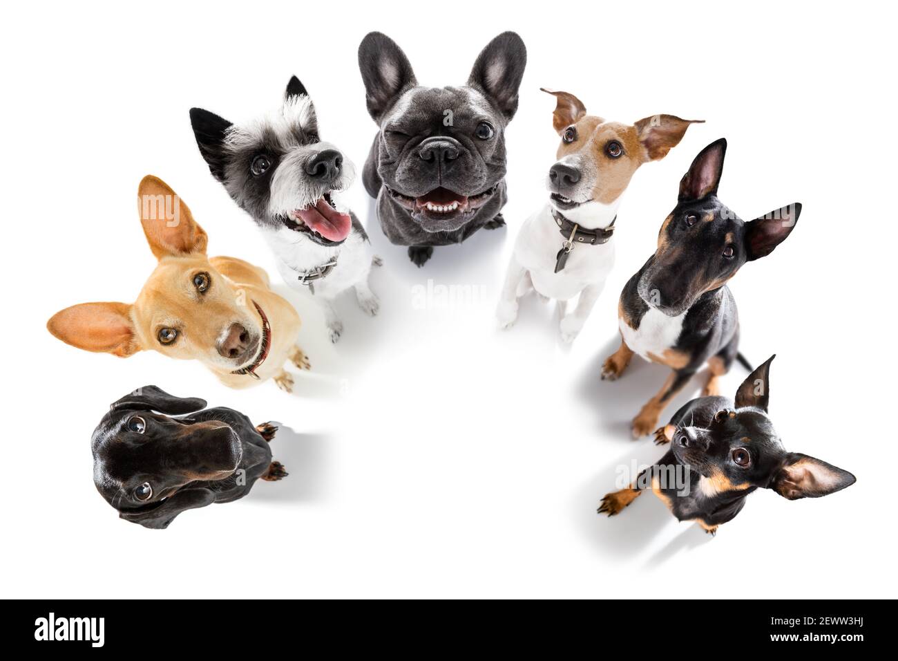 team group row of dogs waiting patient for a walk isolated on white ...