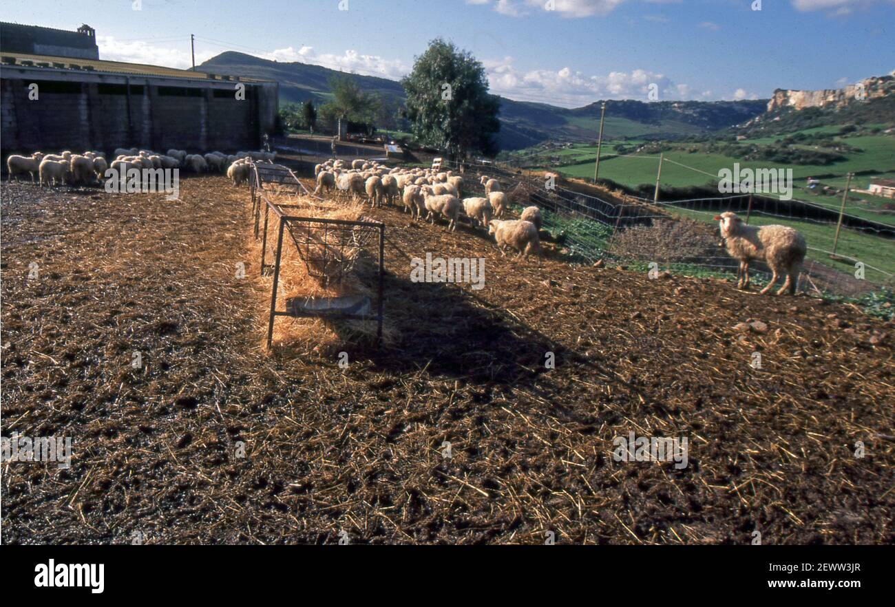 Sardinian shepherd hi-res stock photography and images - Alamy