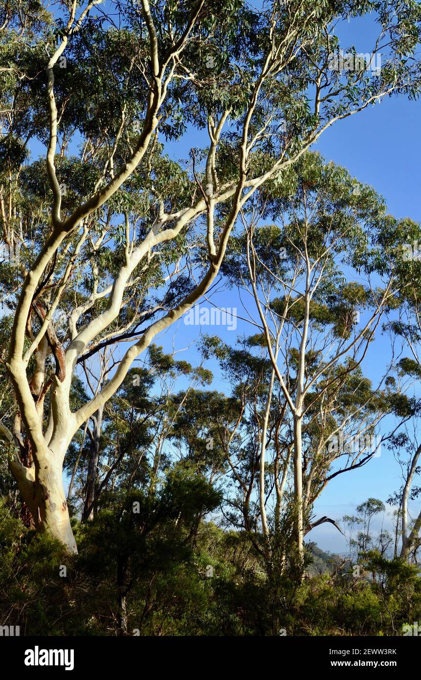 Trees in the eucalyptus forest Stock Photo - Alamy