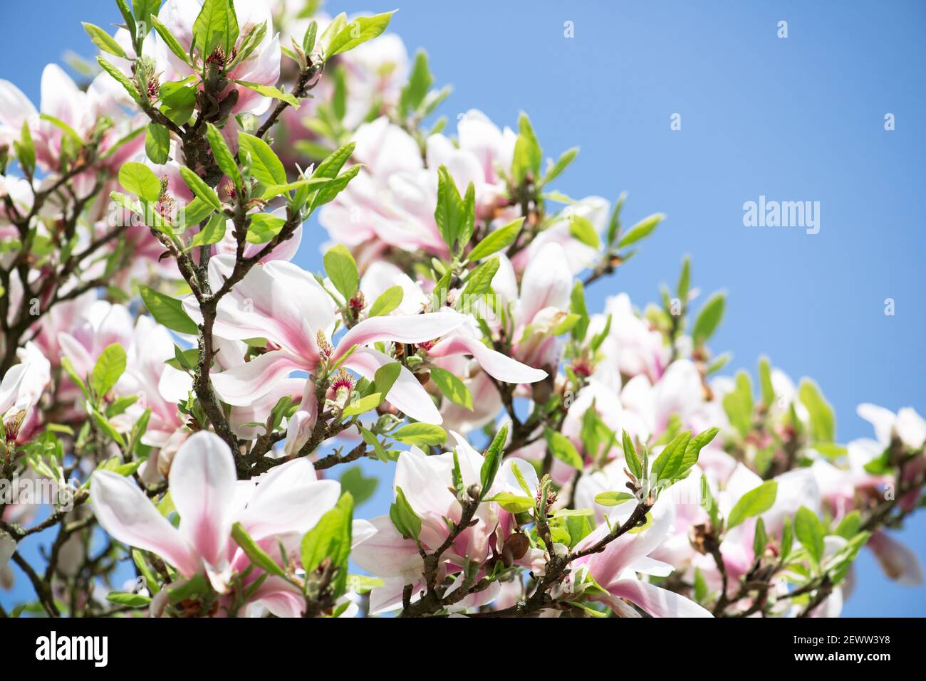 Beautiful White Magnolia Tree with Blooming Flowers during Springtime ...
