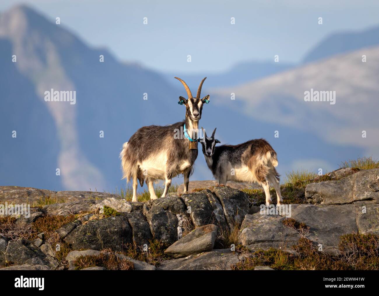 Faithful goat hi-res stock photography and images - Alamy