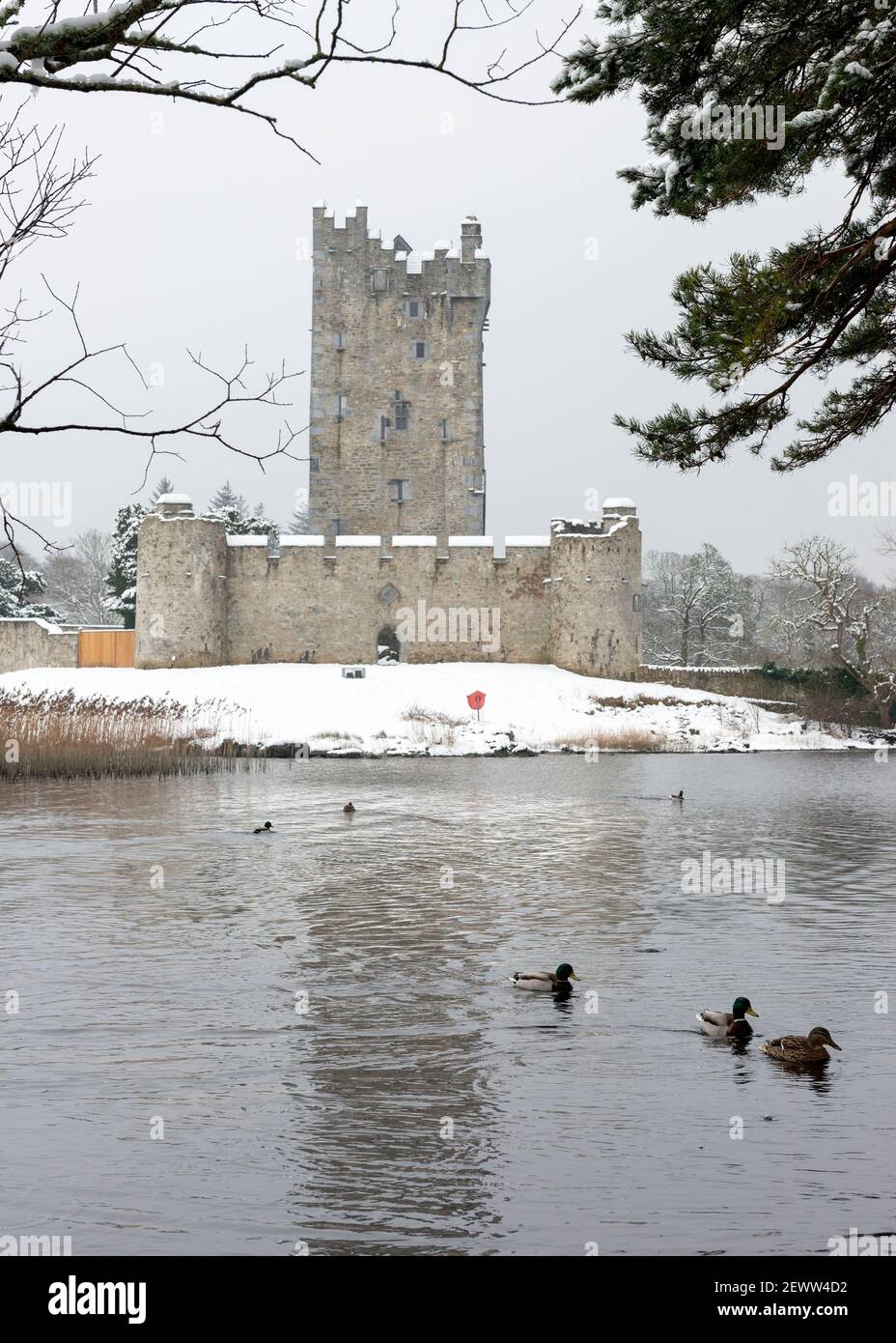 Winter Ireland Ross Castle and Mallard ducks in snow. Snowy Killarney ...