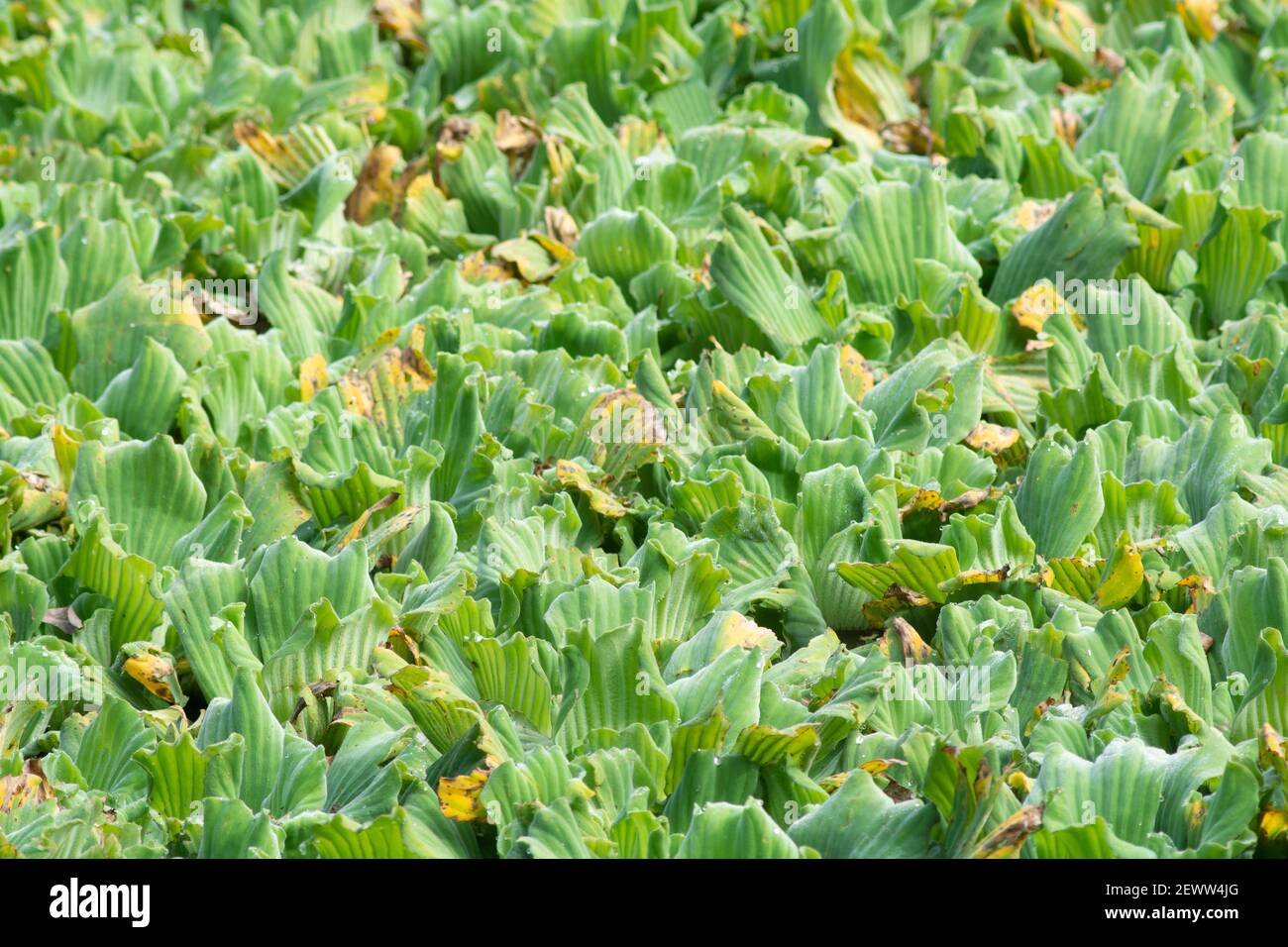 Lake full of floating plants Stock Photo - Alamy