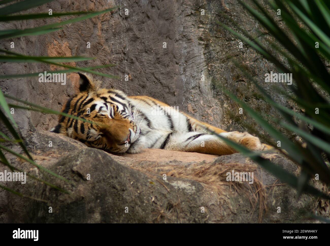 Tiger sleeping over a rock Stock Photo - Alamy