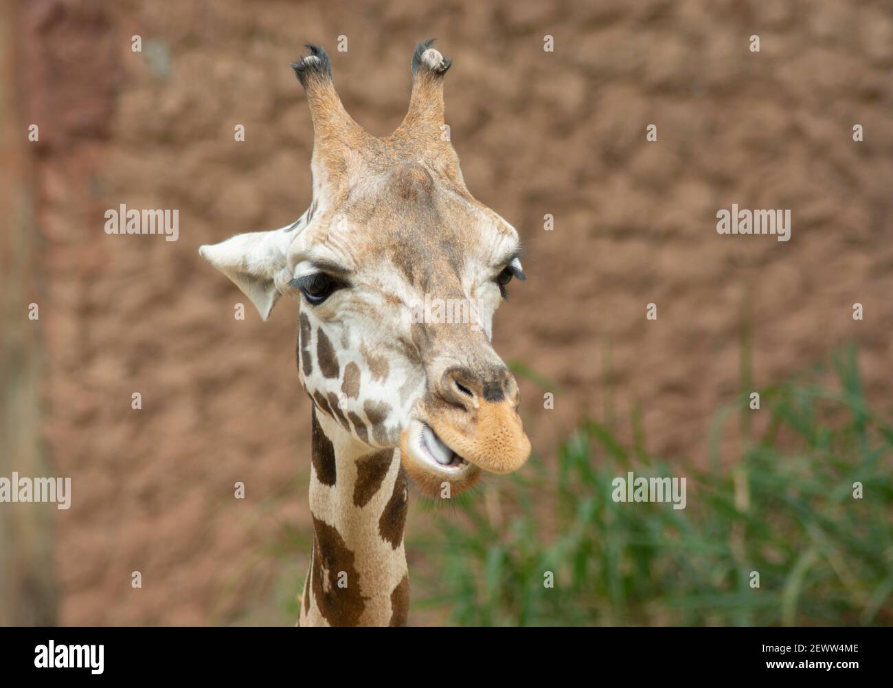 Giraffe chewing hi-res stock photography and images - Alamy