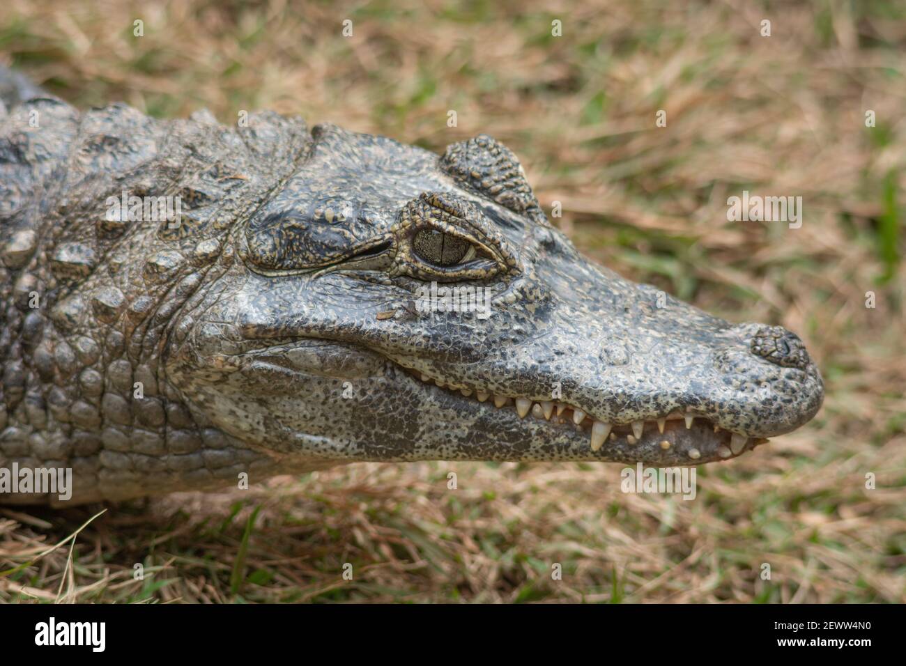 Portrait of a South America alligator head Stock Photo - Alamy