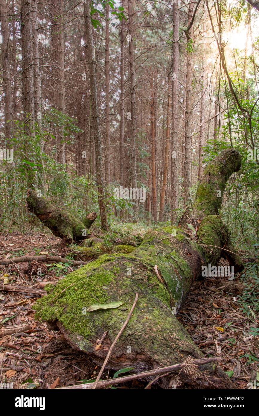 Fallen tree on the track of a rain forest in Brazil Stock Photo - Alamy