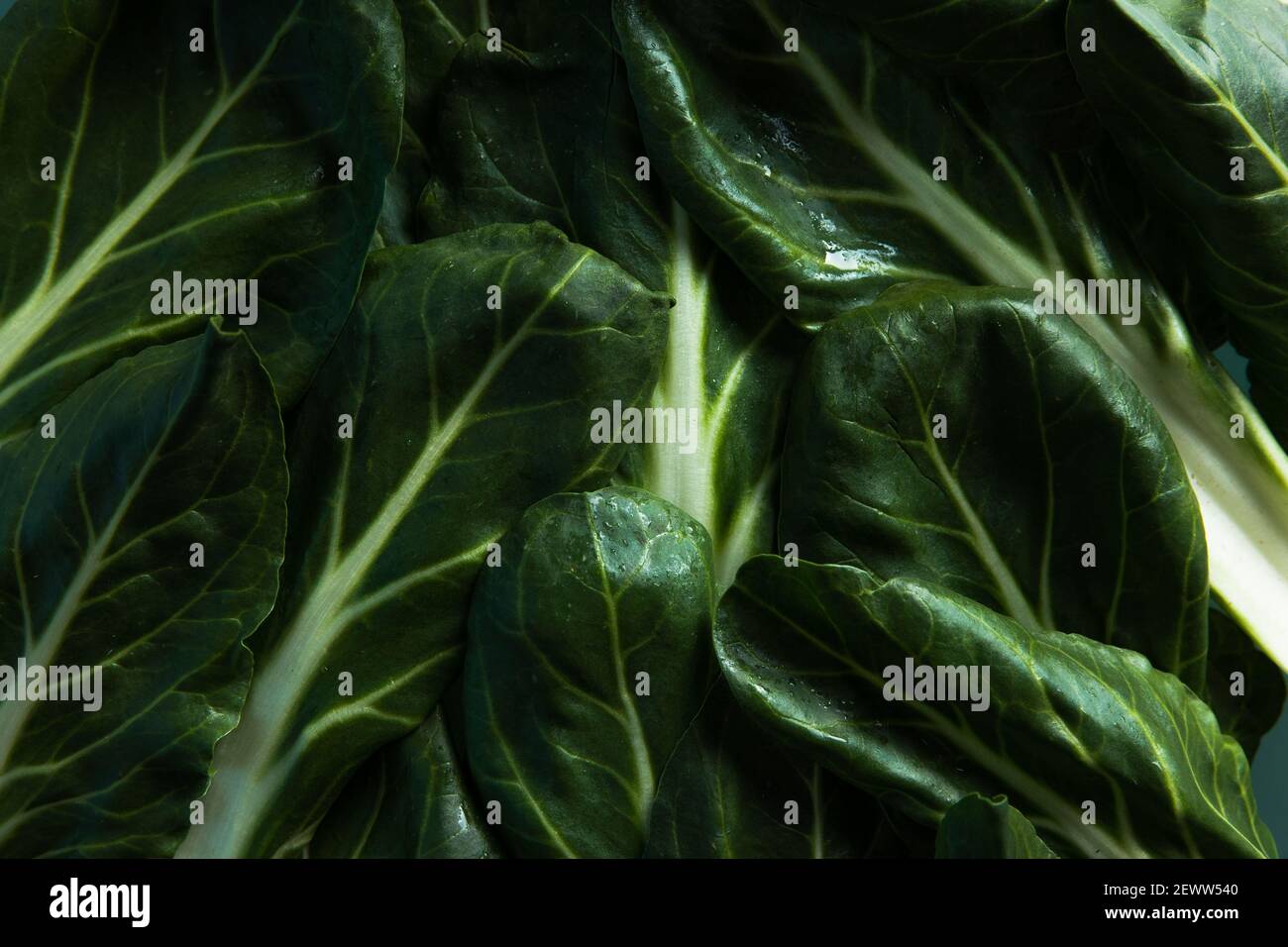 Bok choy vegetable on blue background Stock Photo - Alamy