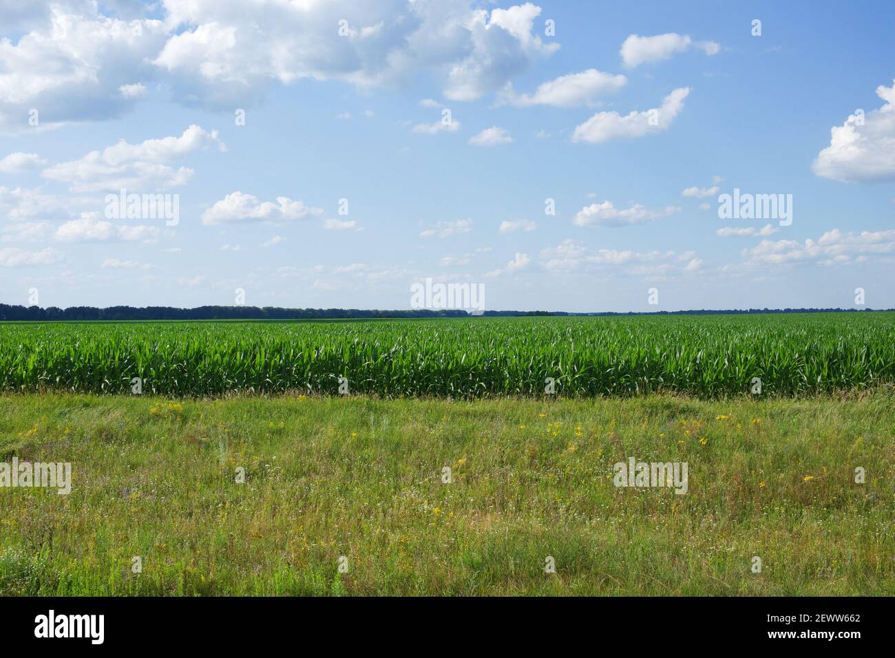 Plants of corn on a farm plot. Farmland. Growing corn. Agro-landscape ...