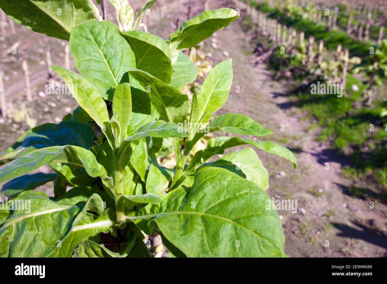 Tobacco Varieties High Resolution Stock Photography and Images - Alamy