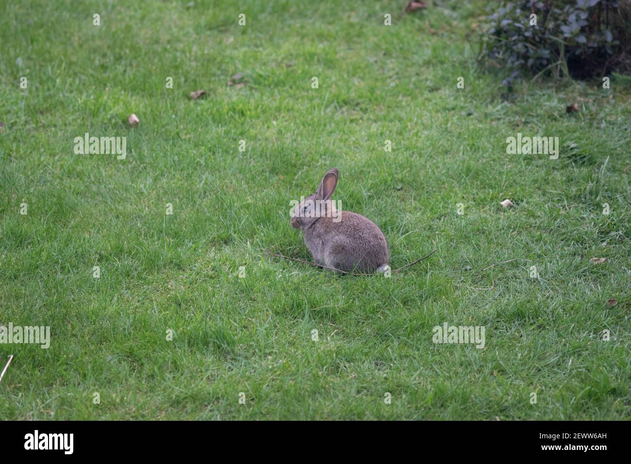 Wild grey rabbit in a garden nibbling on grass Stock Photo - Alamy