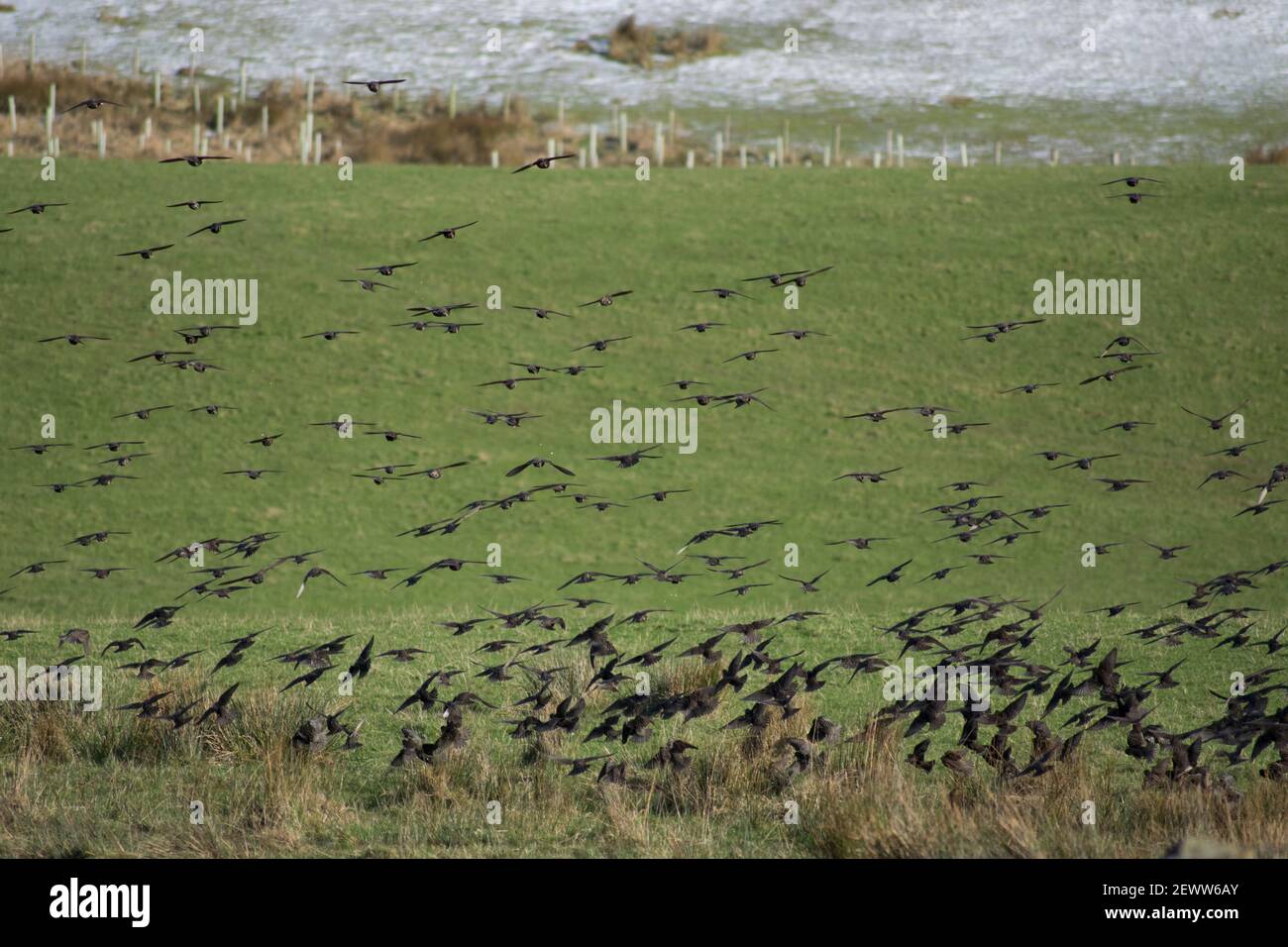 Flock of birds taking off in flight Stock Photo - Alamy