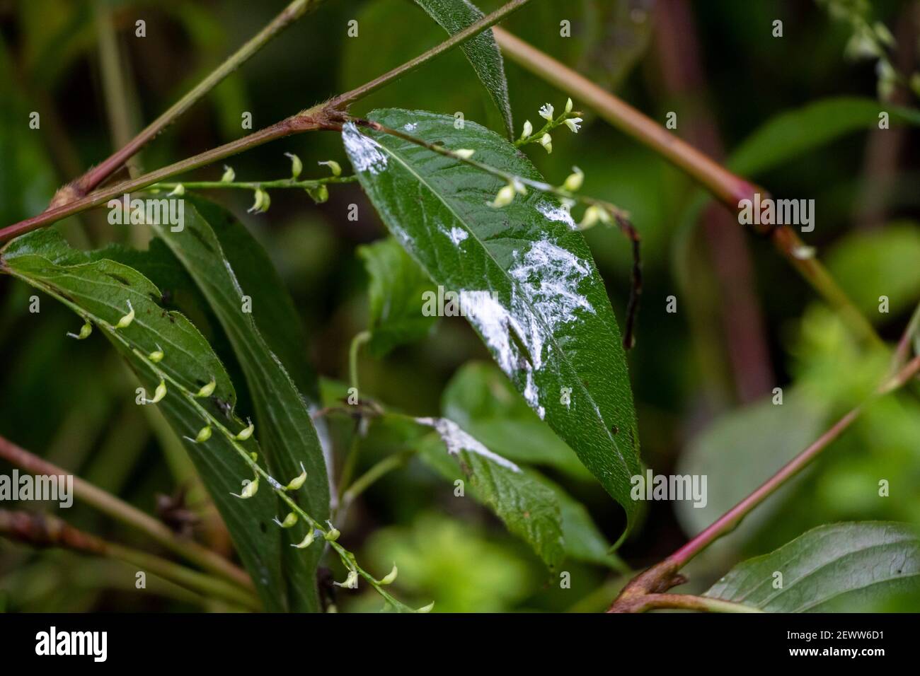 Toothpaste pollution on plant leaves beside a campsite, Leave no trace ...