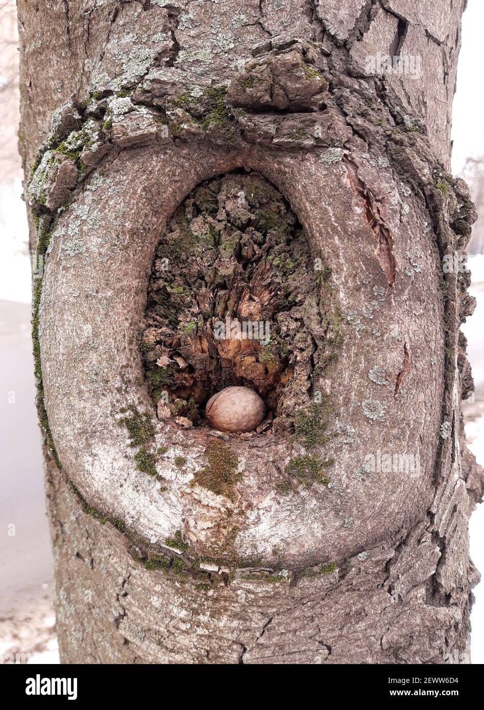 Walnut and chestnut hi-res stock photography and images - Alamy