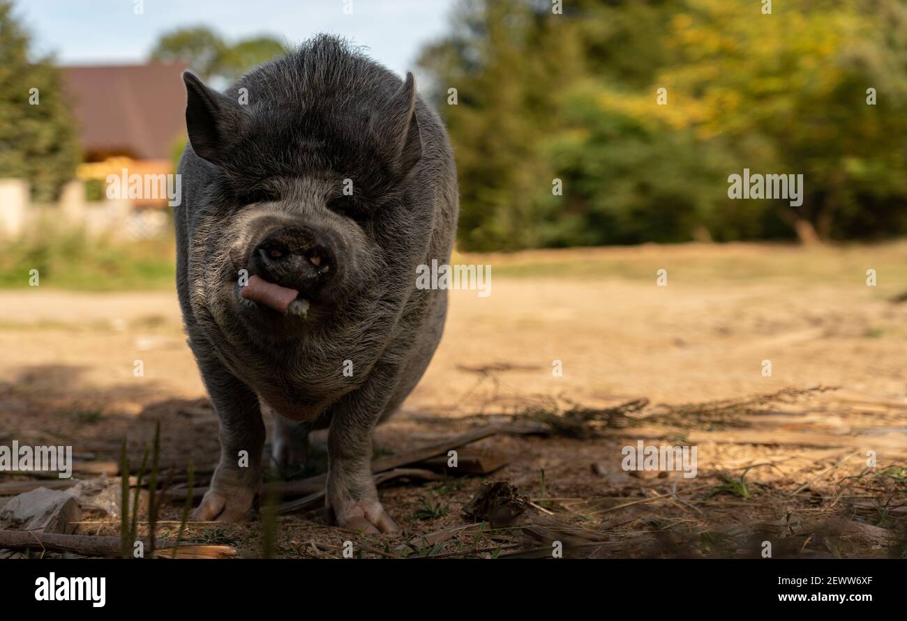 Farm pig looking at the camera with copy space Stock Photo - Alamy