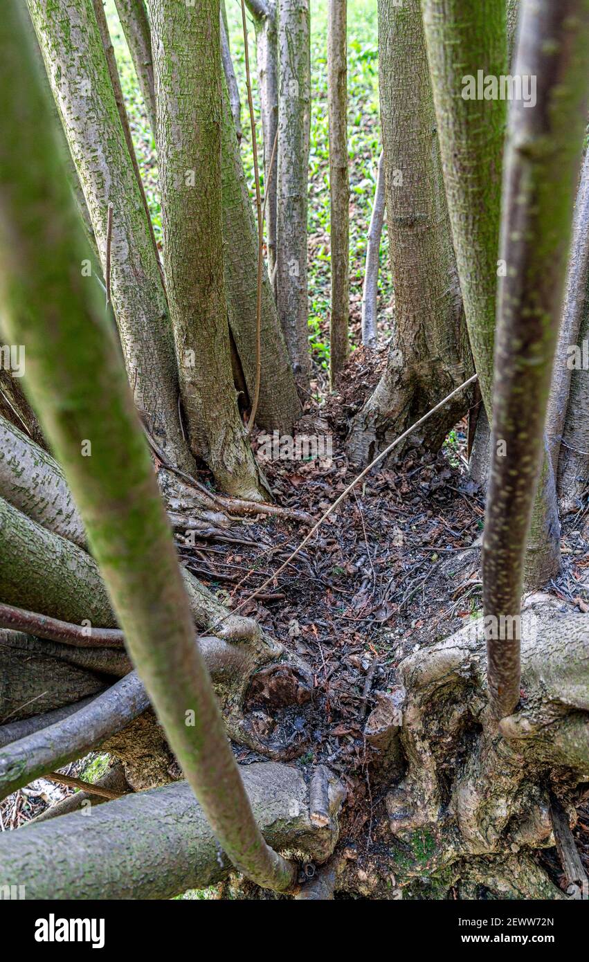 Coppicing hi-res stock photography and images - Alamy