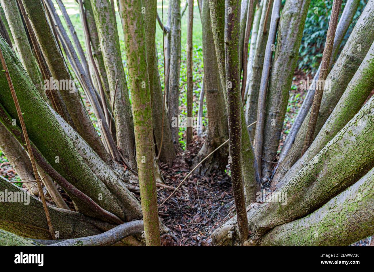 Coppicing hi-res stock photography and images - Alamy