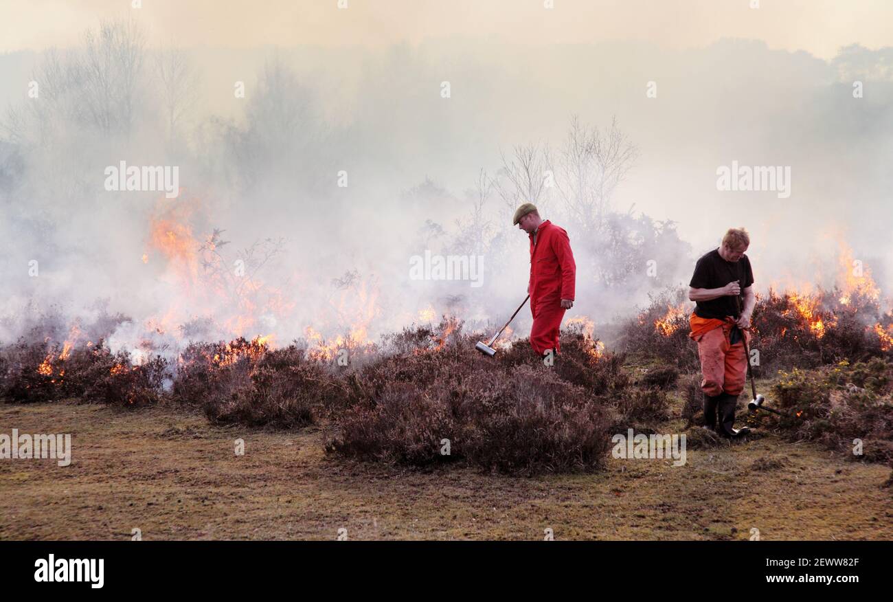 Controlled burning gorse heathland in New Forest National Park. Smoke ...