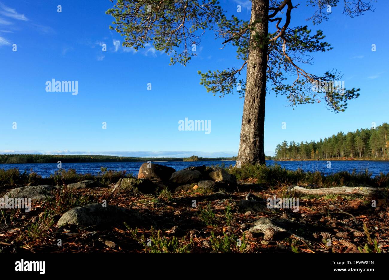 Forest and lake in the taiga area. Cape, pine trunk and an old campfire ...