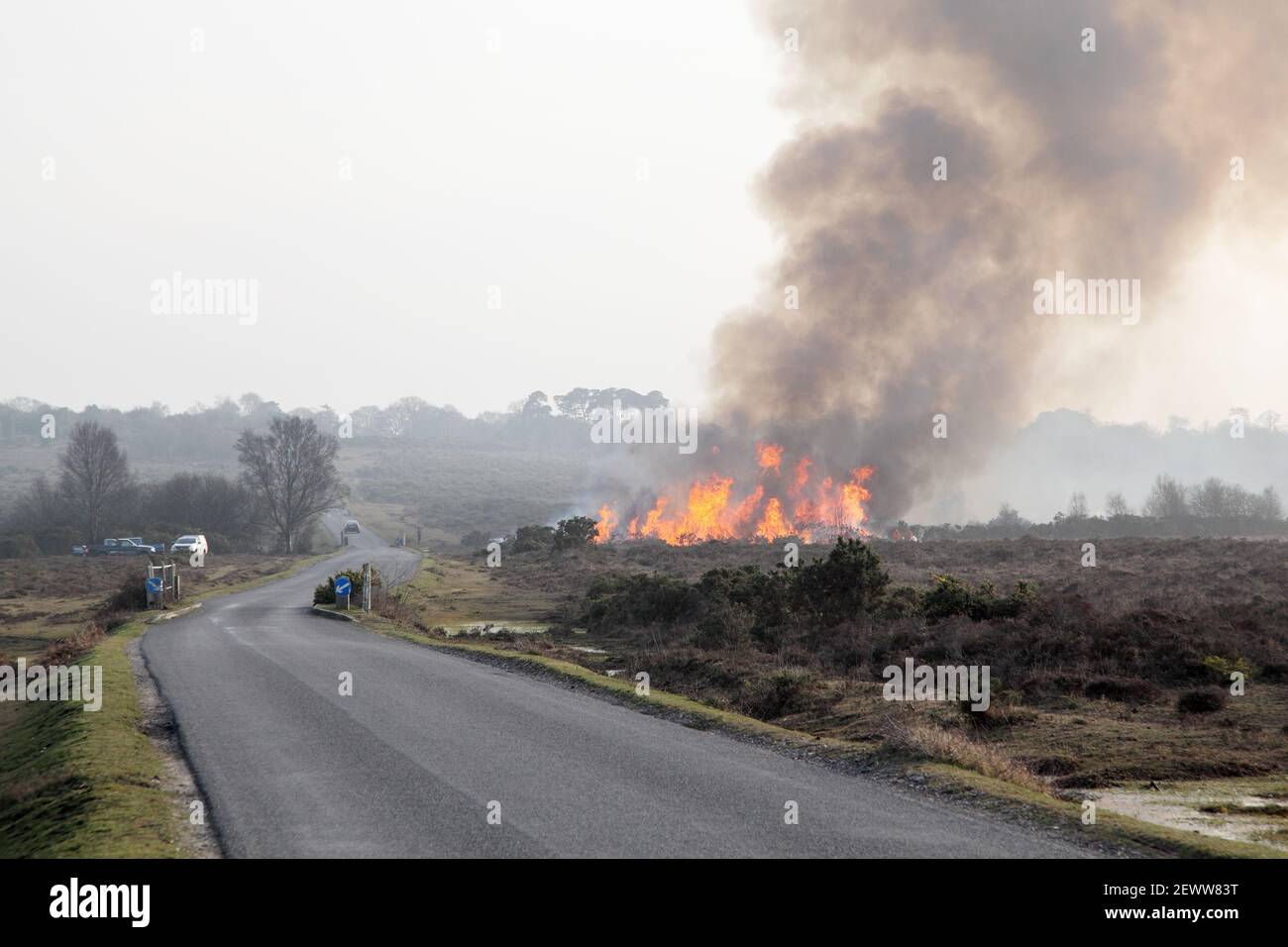 New Forest National Park gorse fire or burning of heathland. Controlled ...