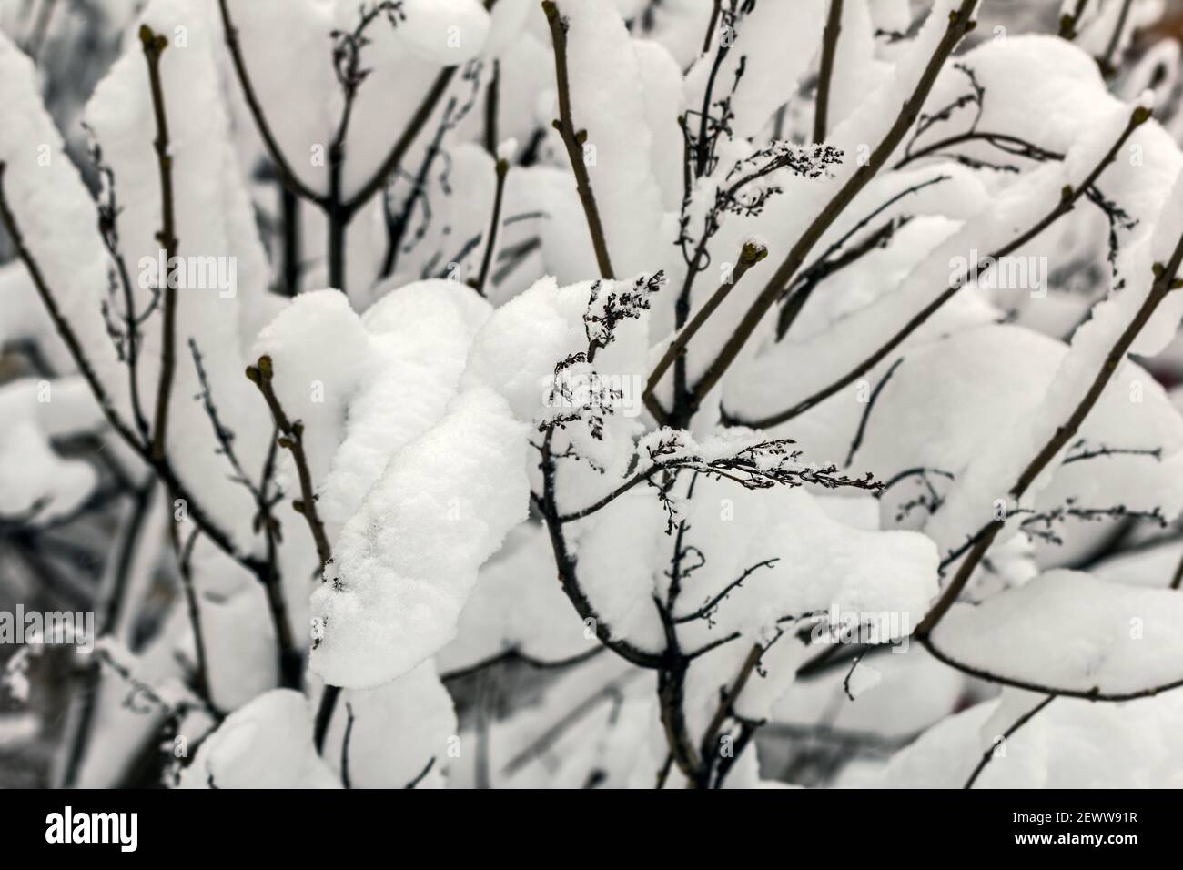 Snow flakes on branches walk hi-res stock photography and images - Alamy