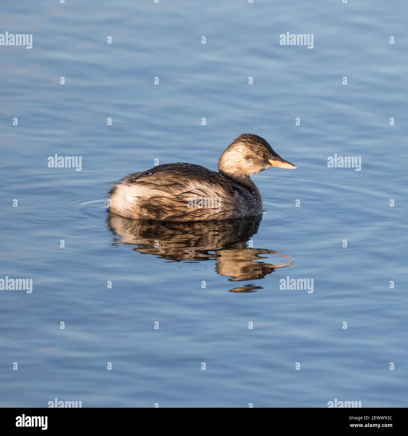 Little Grebe Swimming on Lake Stock Photo - Alamy