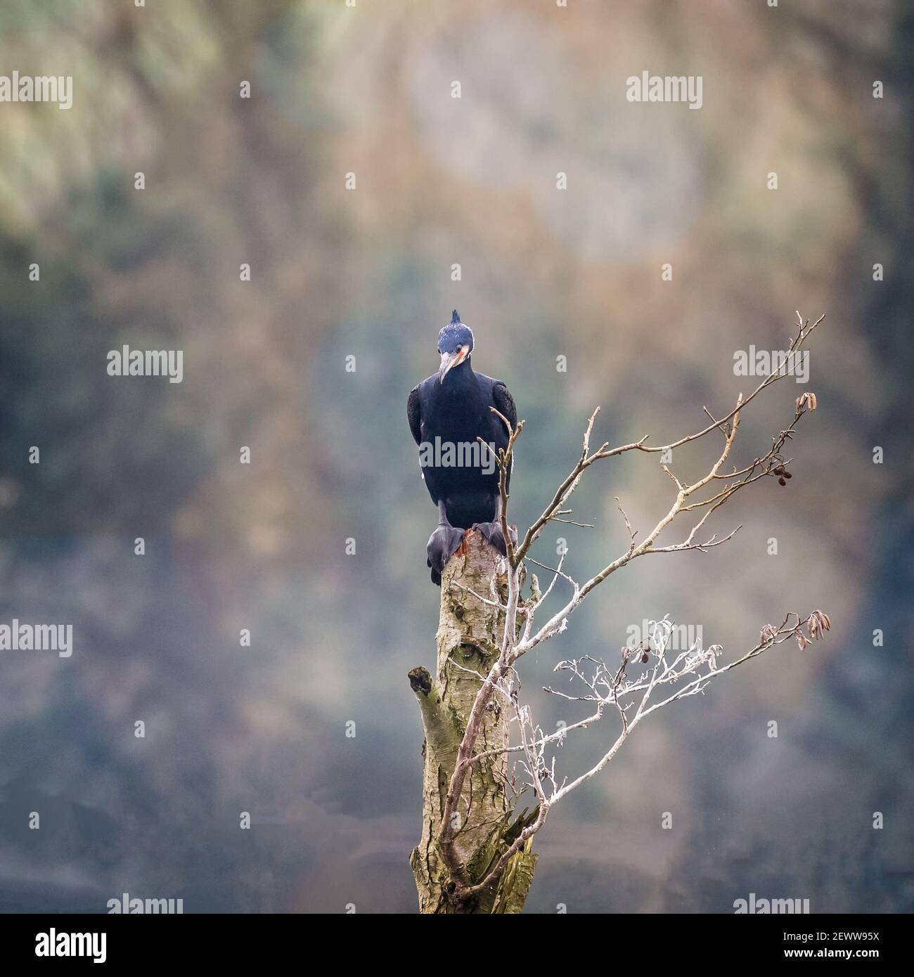 Close up of a Cormorant perched in the top of a tree stump with large ...