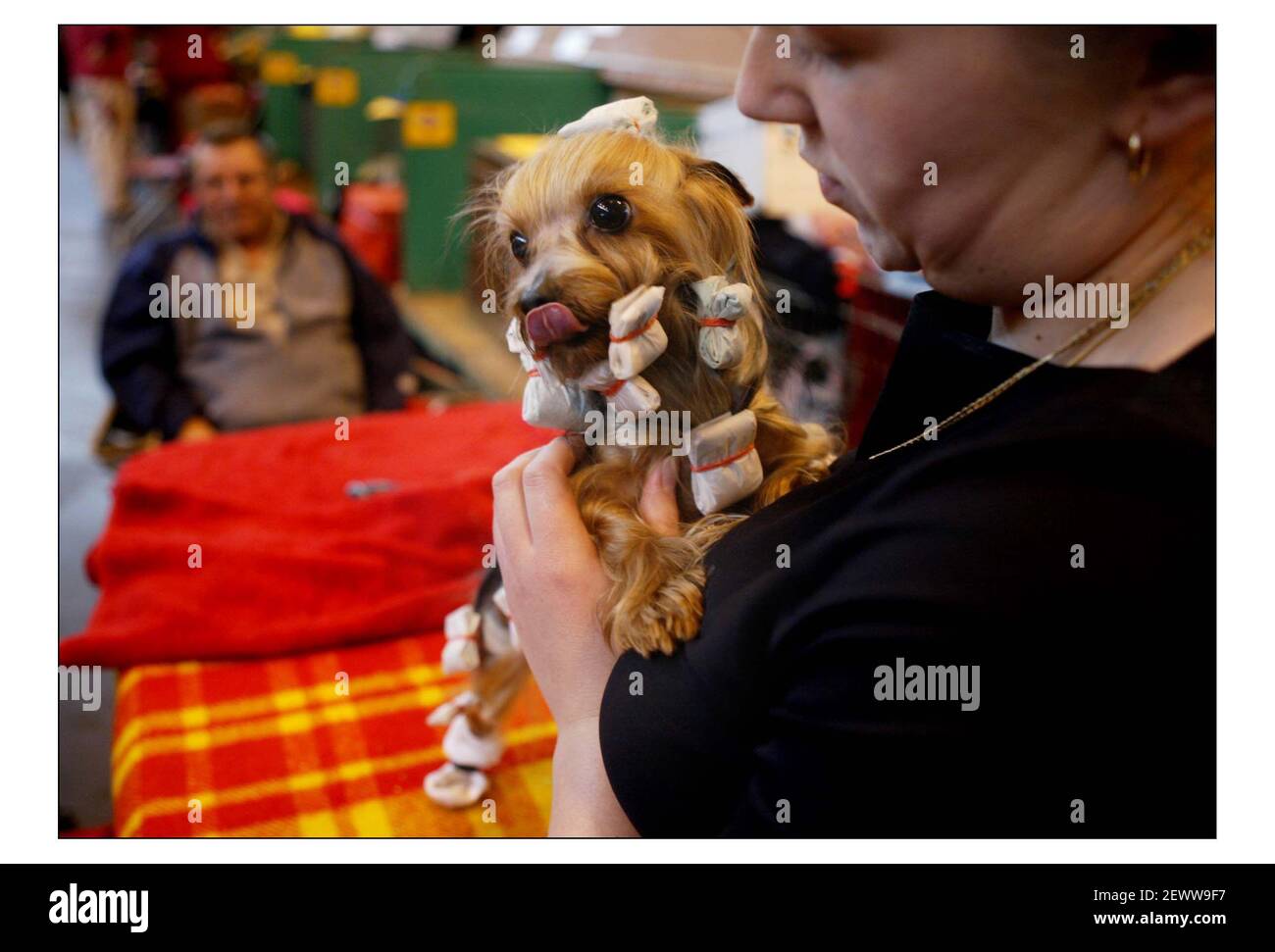 Dog show ring Cut Out Stock Images & Pictures - Alamy