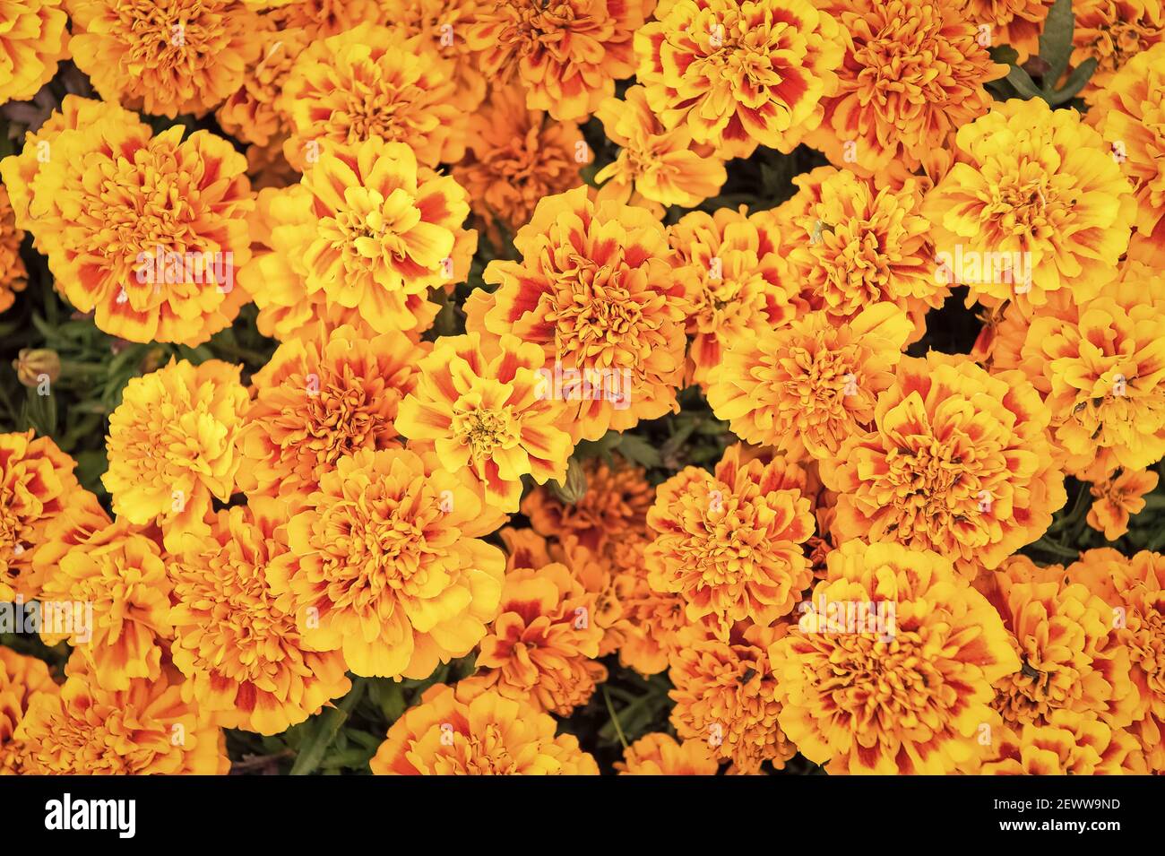 Splash of color in any garden. Marigold flowered bed. Marigold tagetes ...