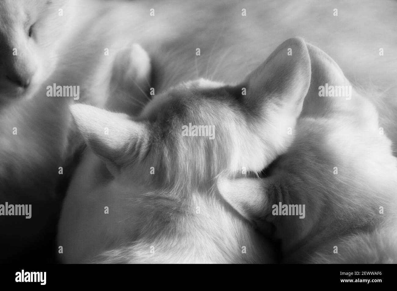 A grayscale shot of adorable white cats Stock Photo - Alamy