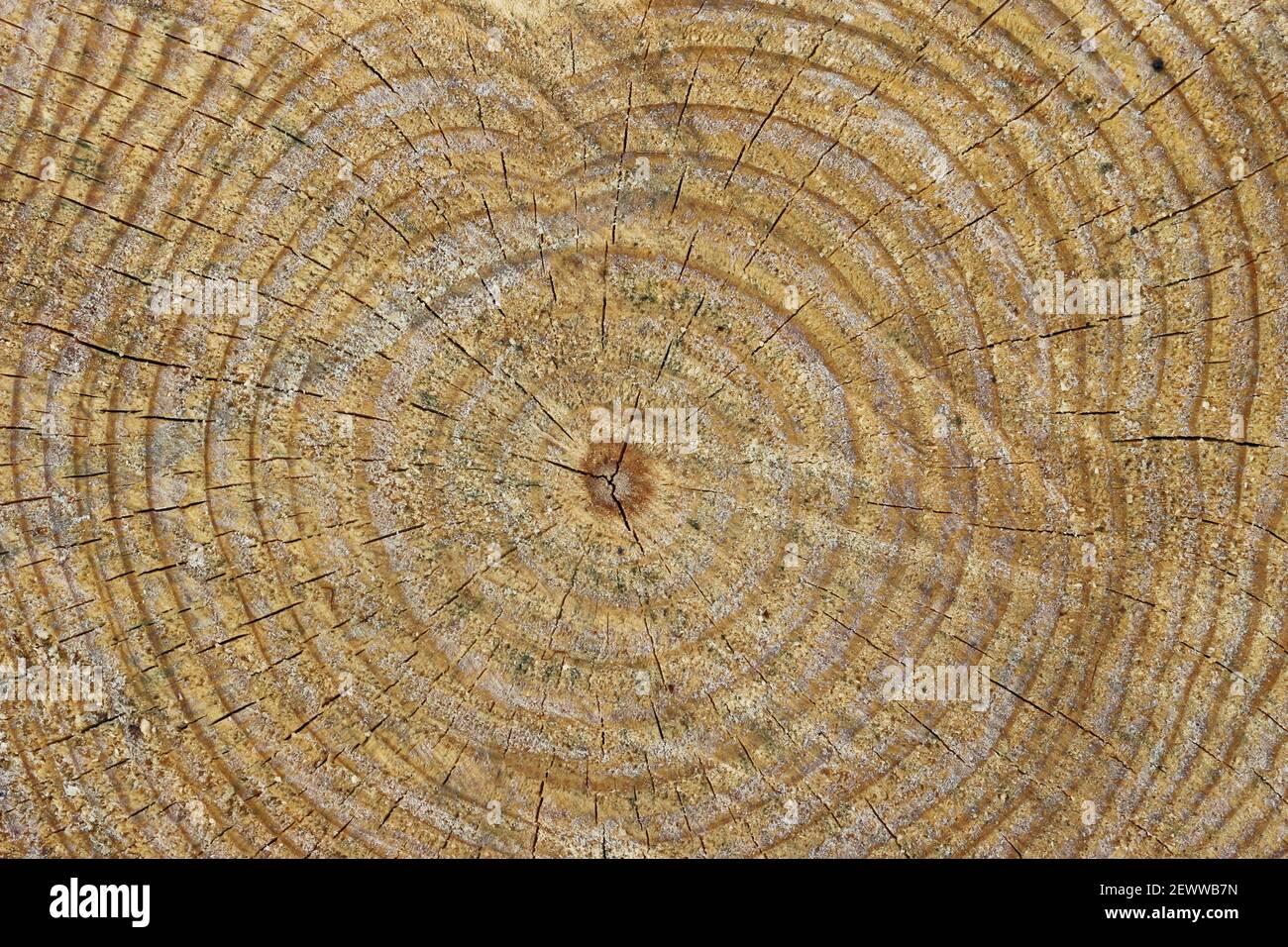Cross section of a cut drying tree stump with dark annual growth rings ...