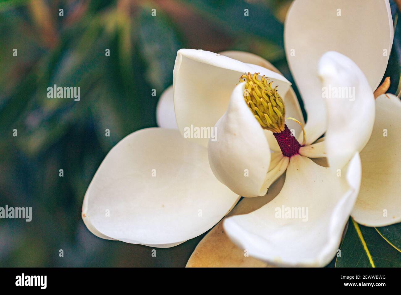 A shot of the Southern Magnolia tree (Magnolia grandiflora) reveals its ...