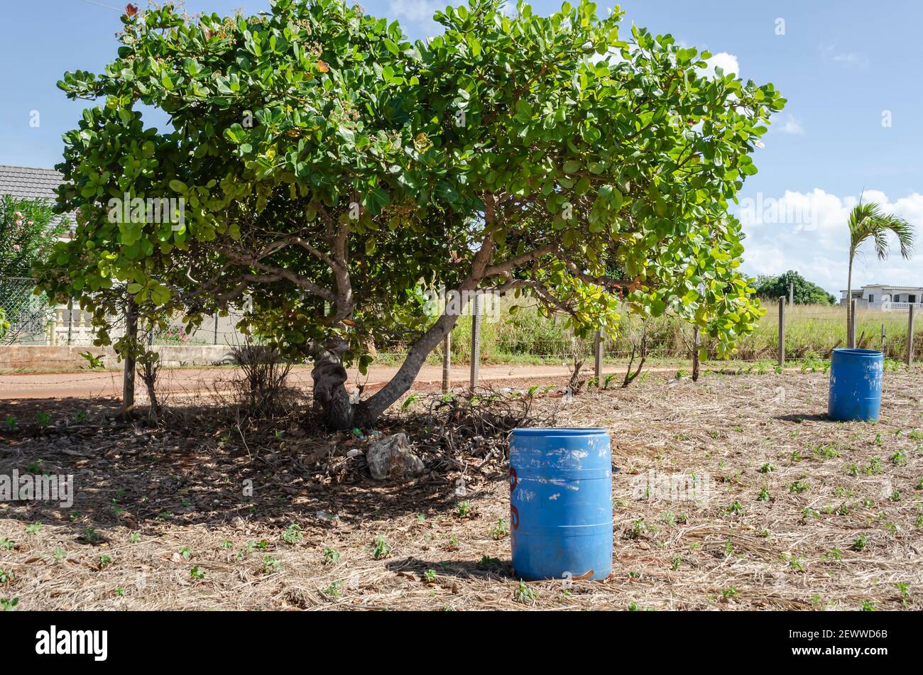 Cashew Tree High Resolution Stock Photography and Images - Alamy