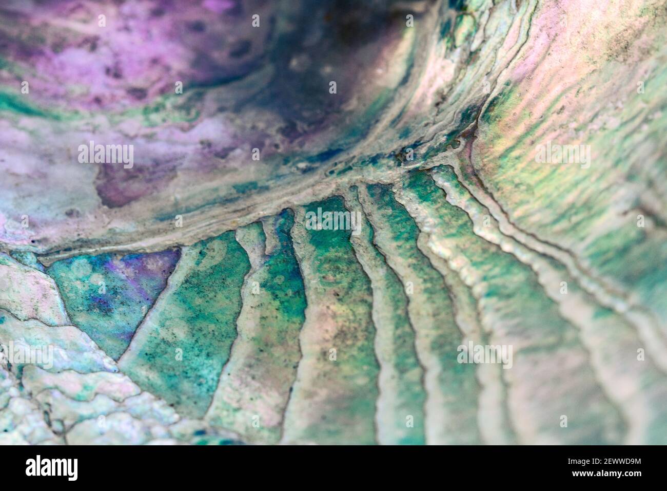 Close up abalone shell hi-res stock photography and images - Alamy